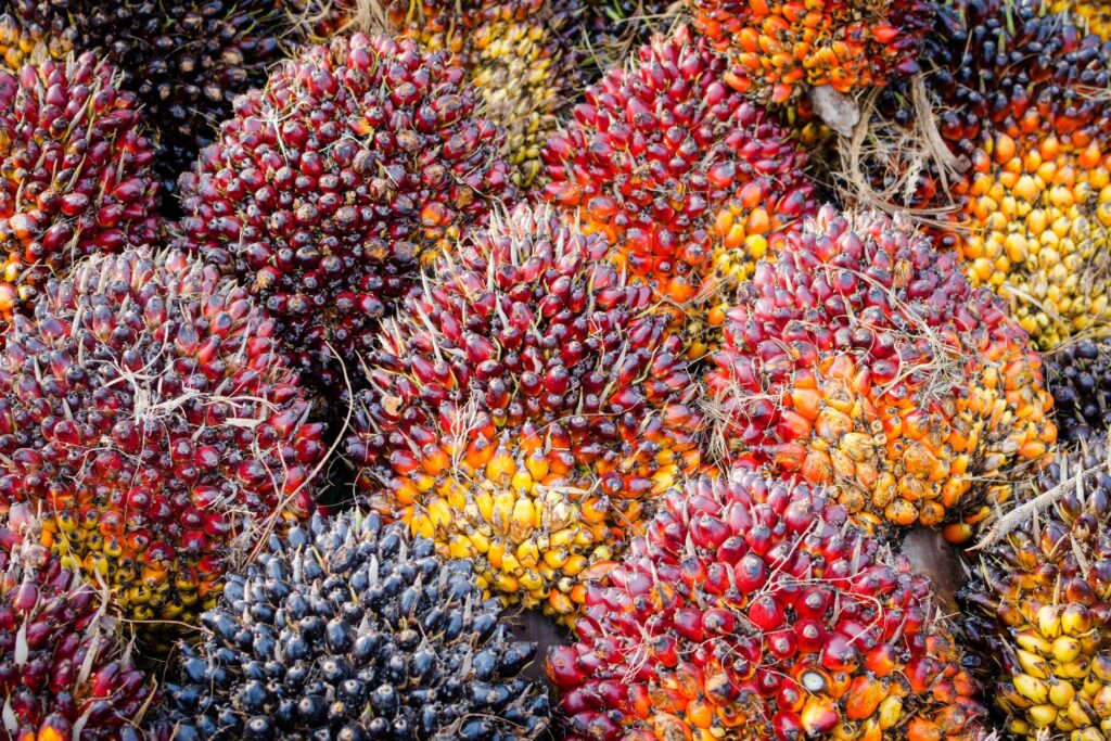 Sustainable Palm Oil | NGIS